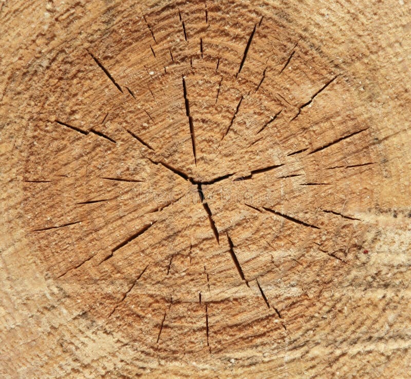 Cut of a pine stock photo. Image of pine, build, preparation - 5857620