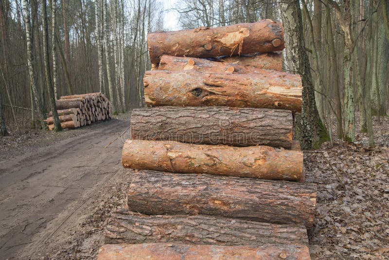 Cut pine logs in forest stock photo. Image of heap, ecosystem - 176356644