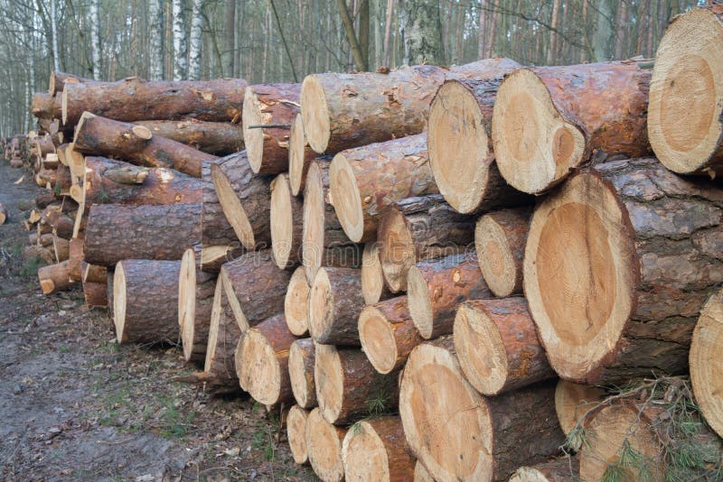 Cut pine logs in forest stock photo. Image of circle - 176356868