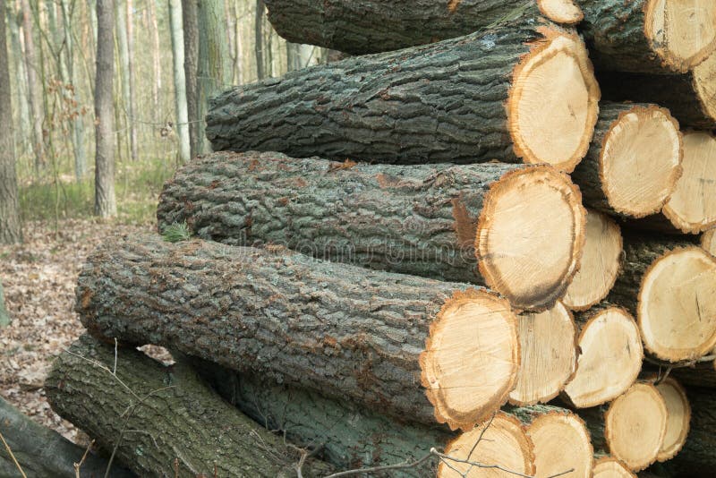 Cut pine logs in forest stock photo. Image of people - 176381400