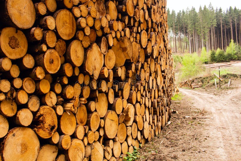 Cut Pine Tree Inside Forest. Cross Section of a Young Pine Tree Stock ...