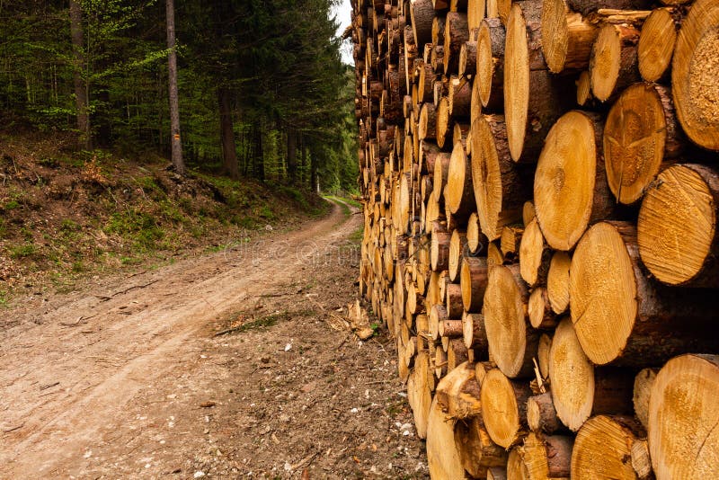 Cut Pine Tree Inside Forest. Cross Section of a Young Pine Tree Stock ...