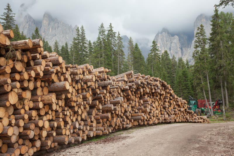 Cut Pine Tree Inside An Italian Forest. Cross Section Of A Young Stock ...