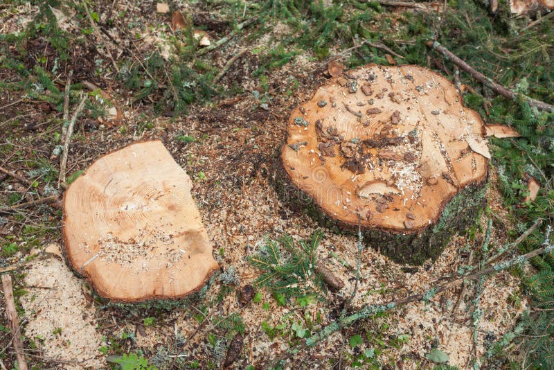 Cut Pine Tree Inside an Italian Forest. Cross Section of a Young Stock ...