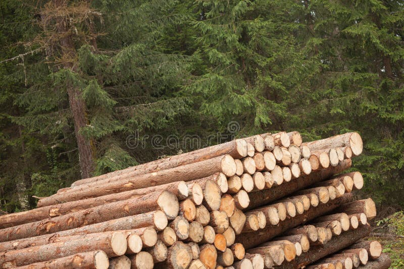 Cut Pine Tree Inside an Italian Forest. Cross Section of a Young Pine ...