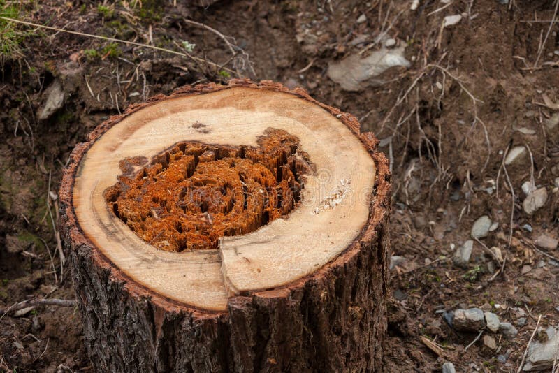 Cut Pine Tree Inside an Italian Forest. Cross Section of a Young Pine ...