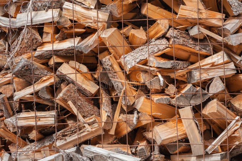 Cut Pine Tree Inside an Italian Forest. Cross Section of a Young Pine ...