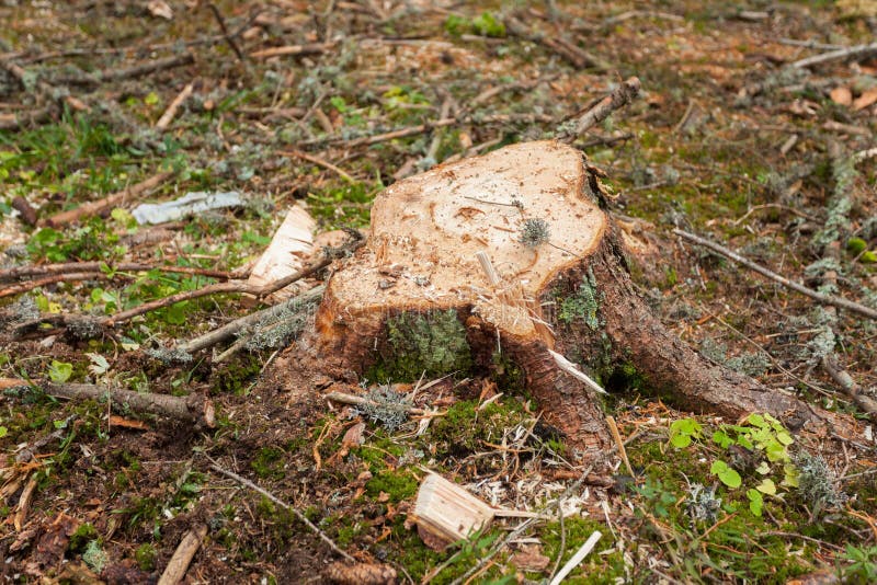 Cut Pine Tree Inside an Italian Forest. Cross Section of a Young Stock ...