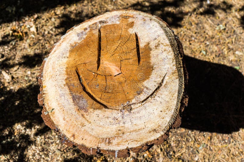 A Cut Pine Tree in the Park with a Smile Emoticon Stock Image - Image ...
