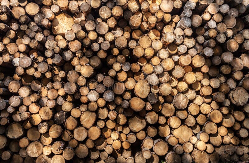 Cut Pine Tree Stacked Inside an Italian Forest Stock Image - Image of ...