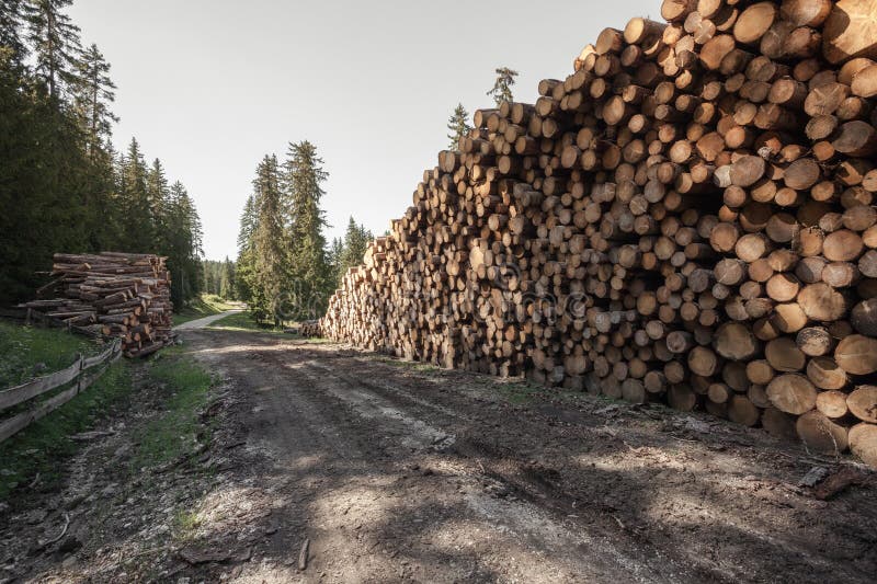 Cut Pine Tree Stacked Inside an Italian Forest Stock Image - Image of ...