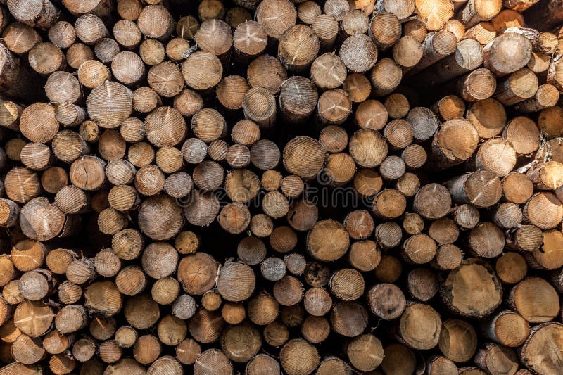 Cut Pine Tree Stacked Inside an Italian Forest Stock Photo - Image of ...