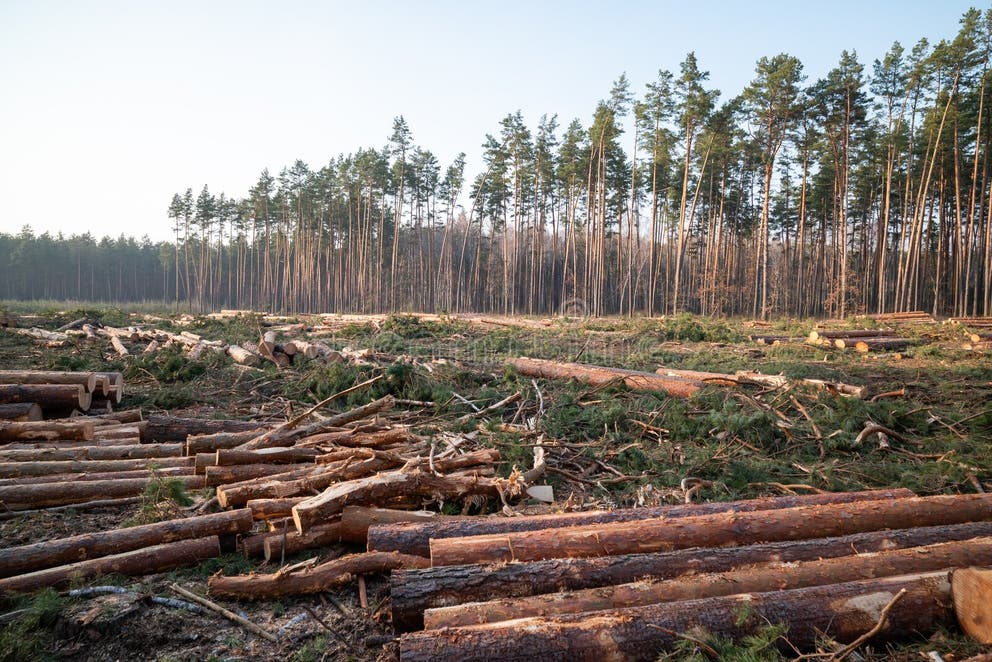 Cut Pine Trees in a Forest Clearing on a Logging Site during Sunset ...