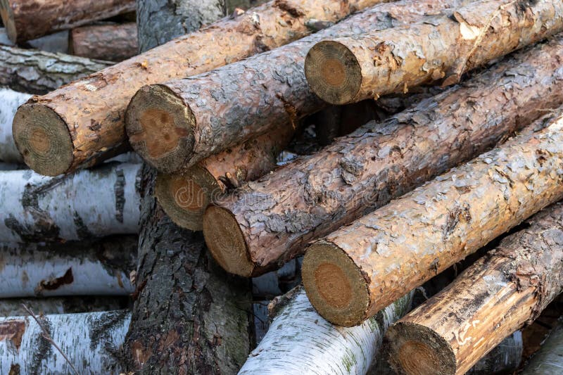 Cut Pine Trees in the Forest. Piled of Logs. Timber Wood Industry ...