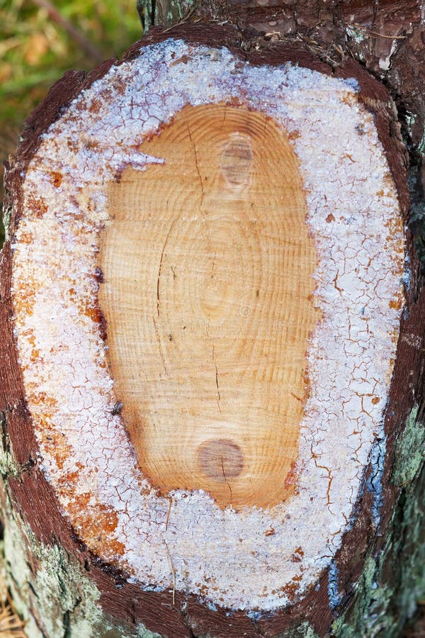 Cut pine trunk with resin stock photo. Image of logging - 45313248