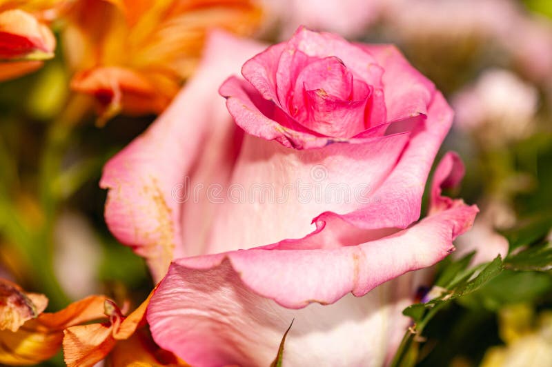 Cut Pink Rose, in Full Bloom, in a Vase Stock Photo - Image of text ...