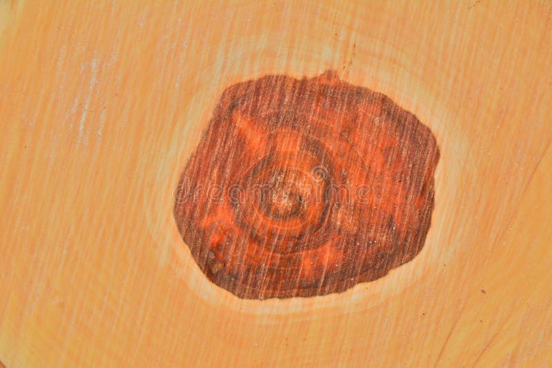 Cut of plum-tree 2 stock photo. Image of pattern, stump - 76110806