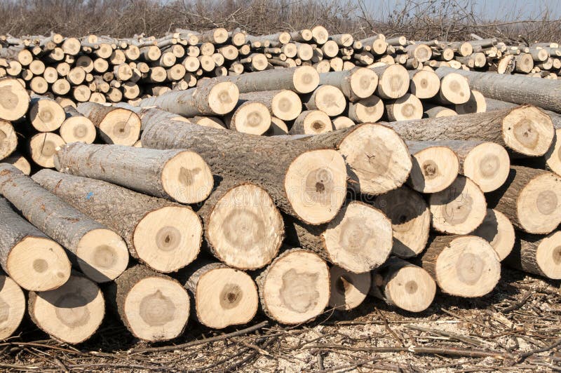 Cut poplar logs stock image. Image of woodpile, material - 37975627