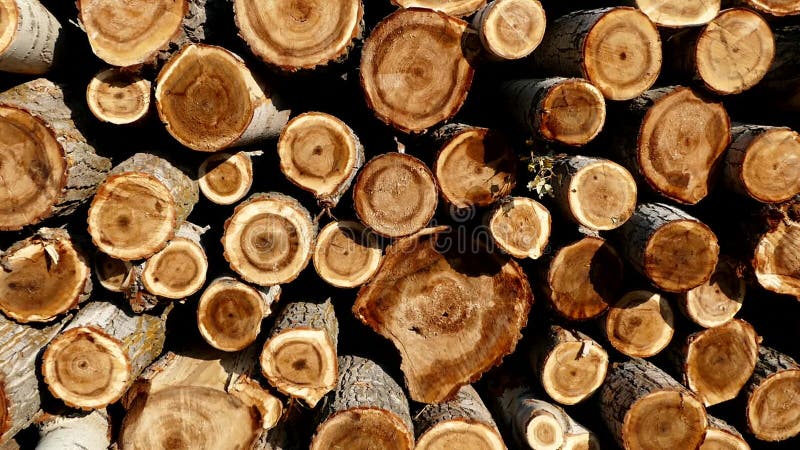 Cut Poplar Trees, Cut Poplar Trees for Timber, Lumber Trade, Poplar ...