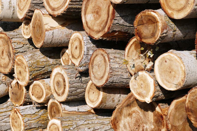 Cut Poplar Trees, Timber Trade, Timber Obtained from the Poplar Trees ...