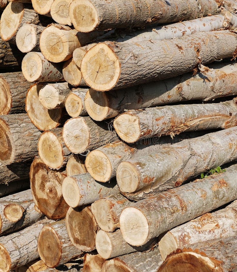 Cut Poplar Trees, Timber Trade, Timber Obtained from the Poplar Trees ...