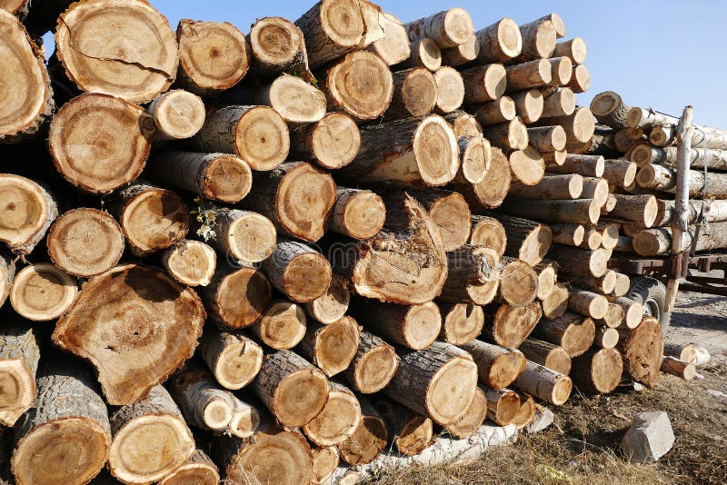 Cut Poplar Trees, Timber Trade, Timber Obtained from the Poplar Trees ...