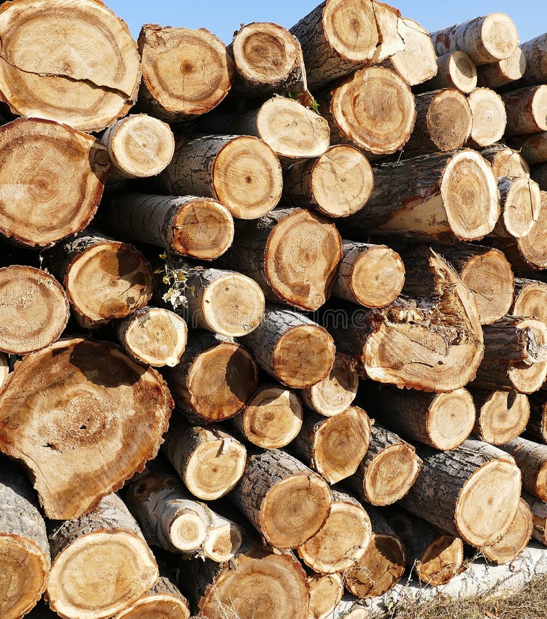 Cut Poplar Trees, Timber Trade, Timber Obtained from the Poplar Trees ...