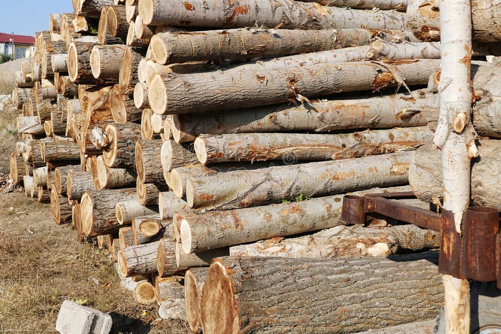 Cut Poplar Trees, Timber Trade, Timber Obtained from the Poplar Trees ...