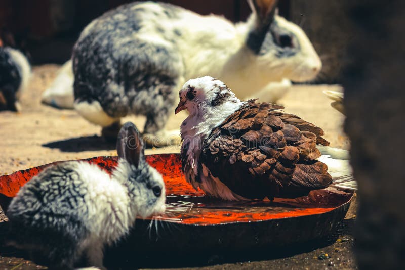 Paigon Stock Photos - Free & Royalty-Free Stock Photos from Dreamstime