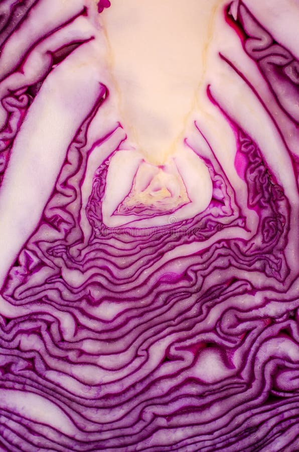 Cut red cabbage close-up stock image. Image of food - 170699075