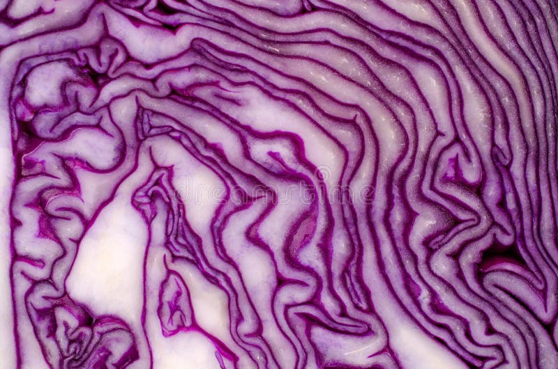 Cut red cabbage close-up stock photo. Image of fresh - 170699516