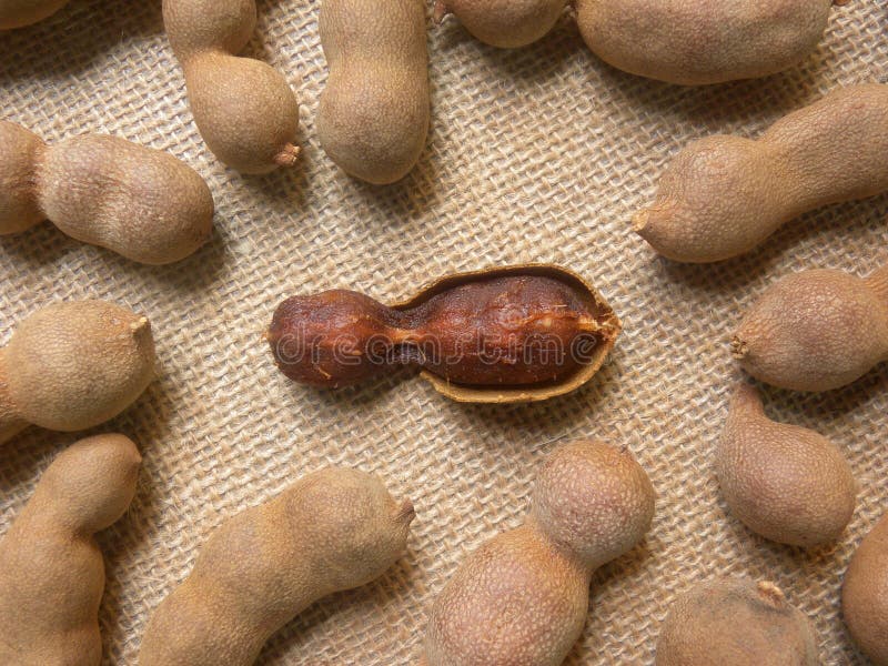 Broken Tamarind stock image. Image of tropical, closeup - 186816189