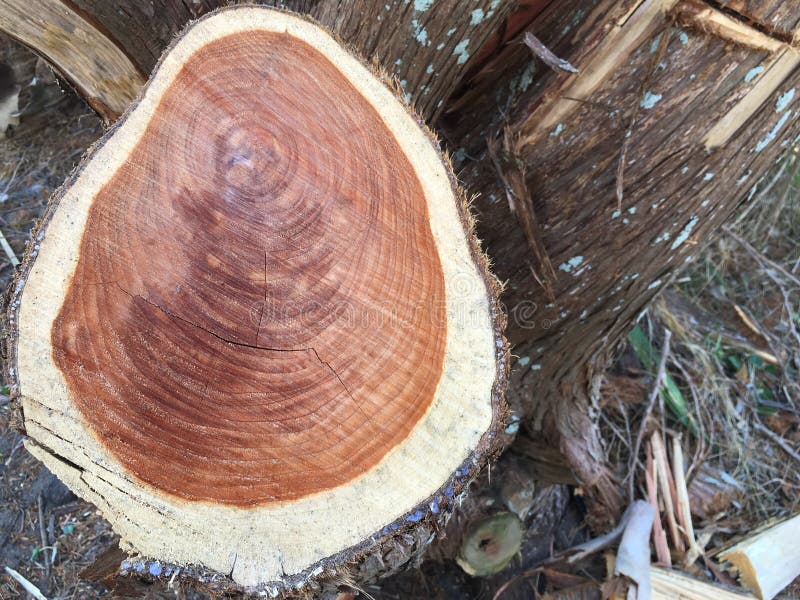 Cut red wood stock photo. Image of colourful, plant, forest - 87634208