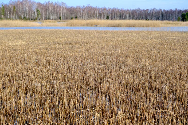 Cut Reed Field in the Lake. Lake Care Measures Stock Photo - Image of ...
