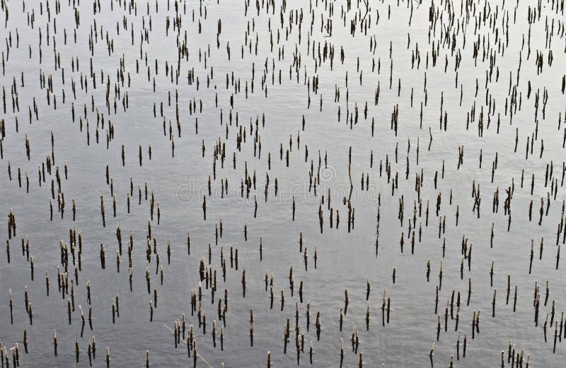 Cut reeds on a lake stock photo. Image of landscapes - 60962360