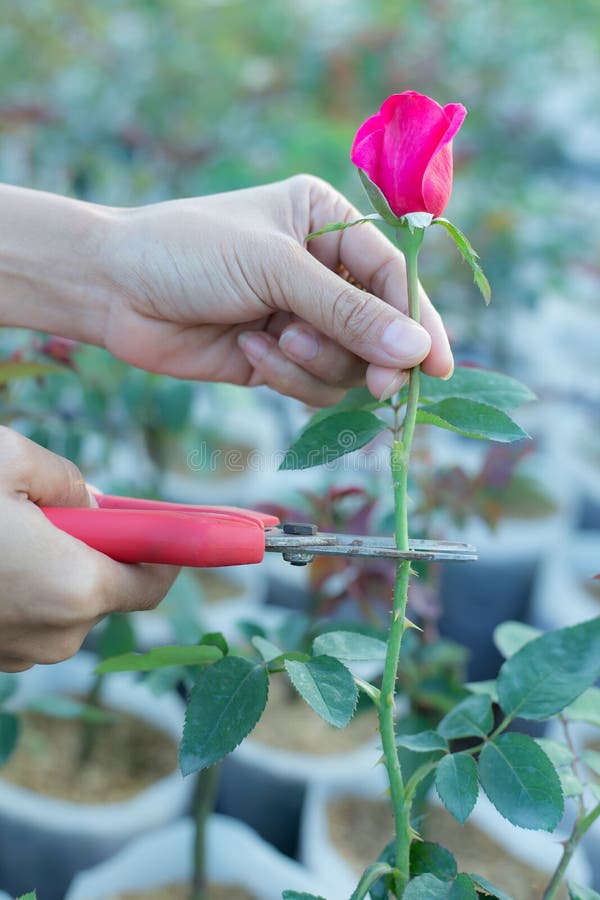 Cut rose stock image. Image of cary, nature, single, rose - 29439287