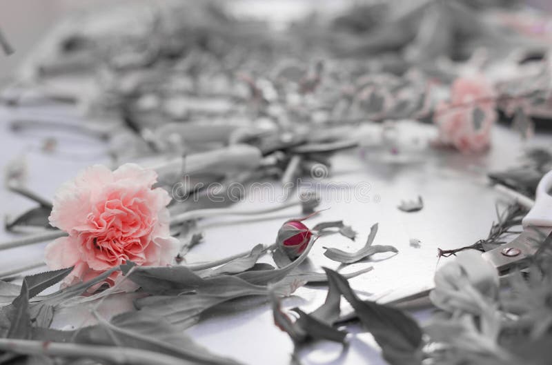 507,650 Black White Flower Picture Stock Photos - Free & Royalty-Free ...