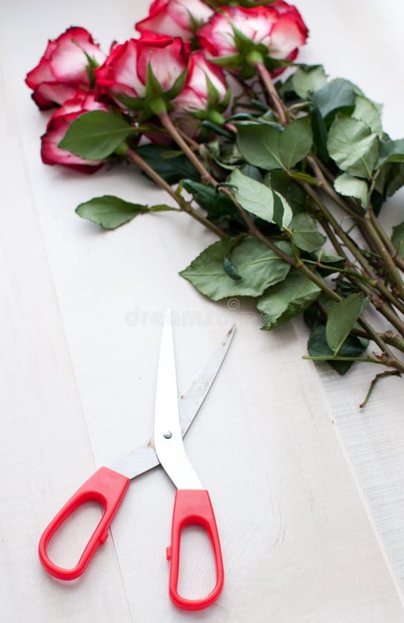 Cut roses and scissors stock image. Image of scissors - 26455109