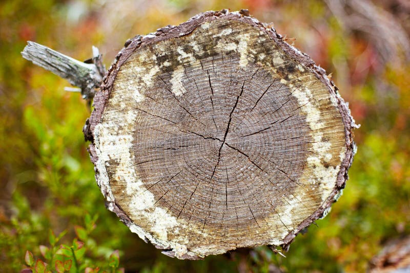 Cut of rotten log stock photo. Image of environment, cracks - 34759328
