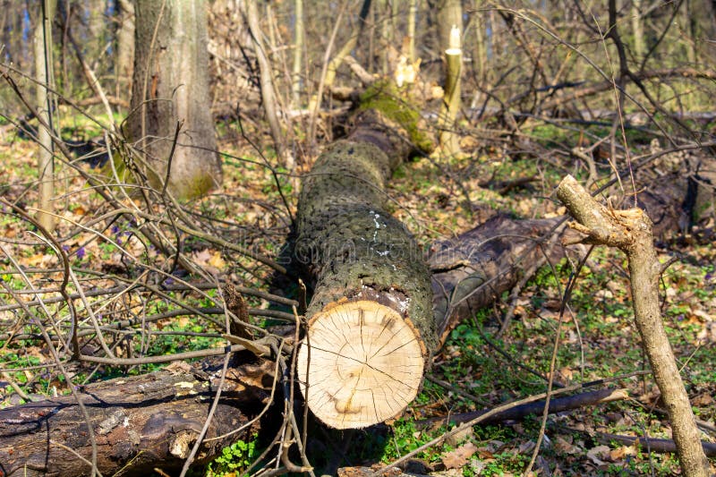Cut oak tree stock photo. Image of tree, trail, wilderness - 377808162