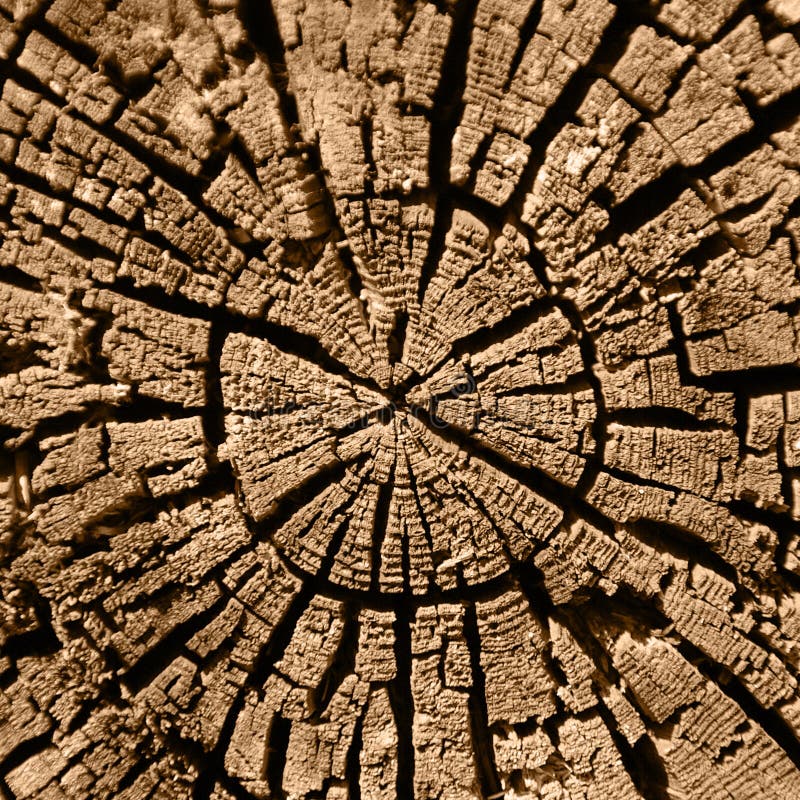 Cut of a rotten tree stock image. Image of decay, rough - 5325185