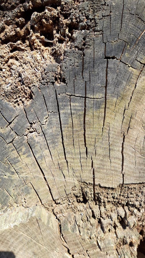 Cut of a rotten tree stock photo. Image of fallen, ageing - 178656796