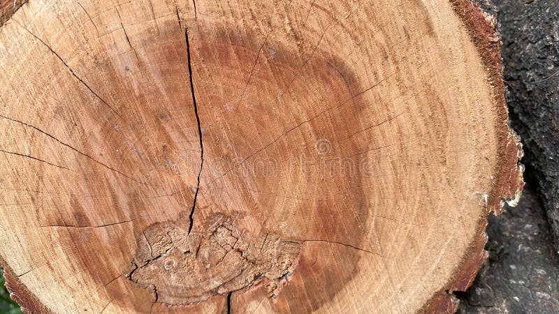 Cut, Round Timber, Close-up Stock Photo - Image of core, rings: 321423084