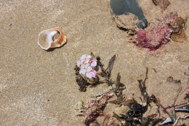 Cut Rut Shell Eggs on the Beach Stock Photo - Image of plant, coral ...
