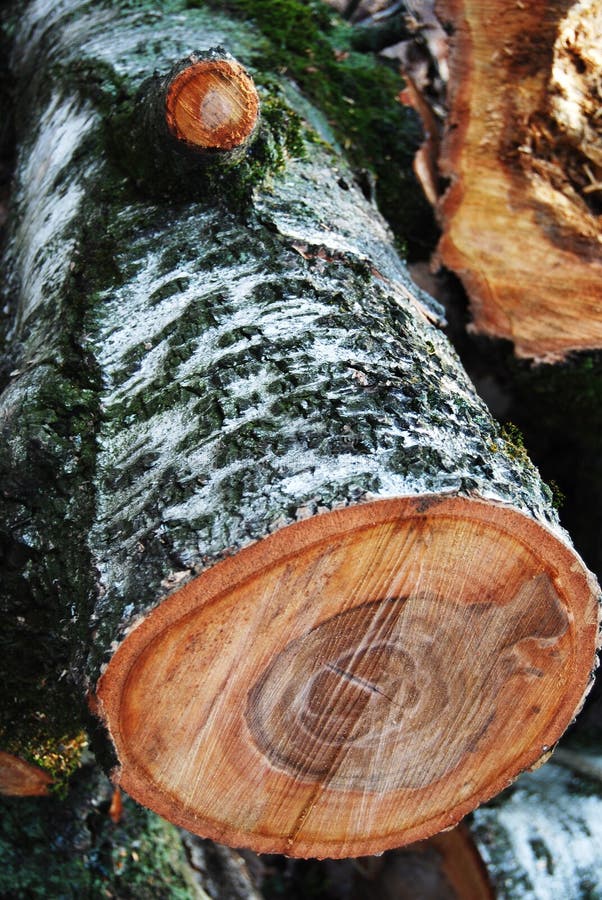 A Cut of a Sawn Birch, a Felled Tree, a Tree Stump in the Forest. Stock ...