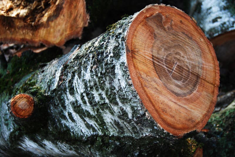 A Cut of a Sawn Birch, a Felled Tree, a Tree Stump in the Forest. Stock ...