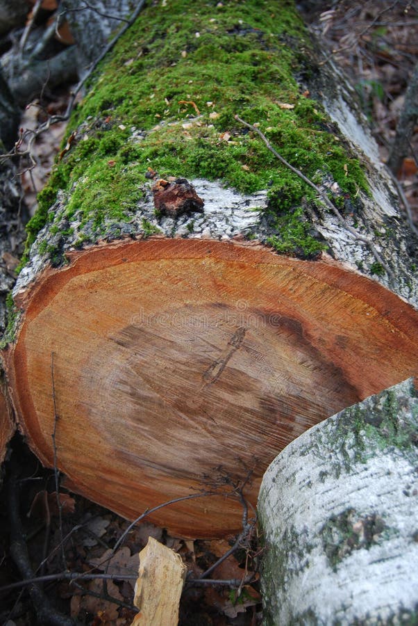 A Cut of a Sawn Birch, a Felled Tree, a Tree Stump in the Forest. Stock ...