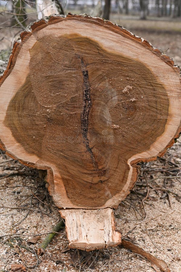 Cut of a Sawn Tree is a Close-up. Stock Image - Image of timber ...