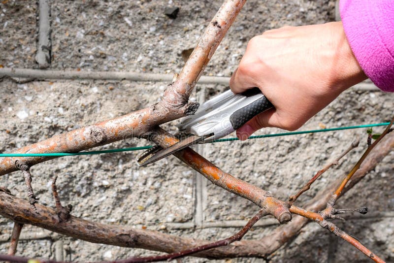 Cut Secateurs Young Branches of Apple Trees. Pruning Trees in Spring ...