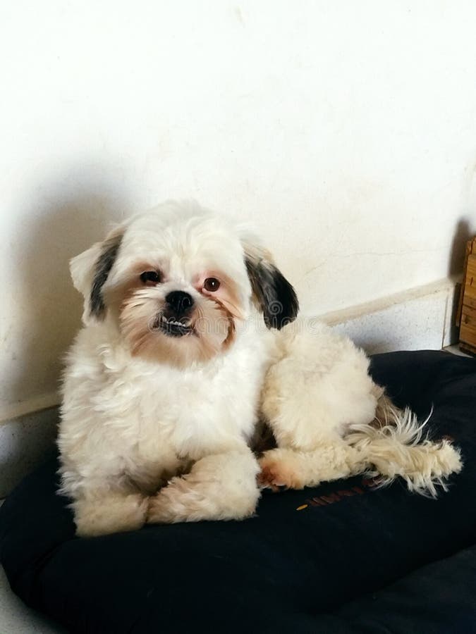 Cut Shitzu white dog stock photo. Image of shitzu, white - 264071810